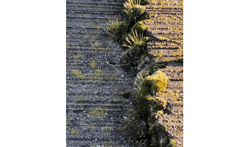 Apex Pressure Washing and Cleaning Solutions Offers Moss Removal in ...